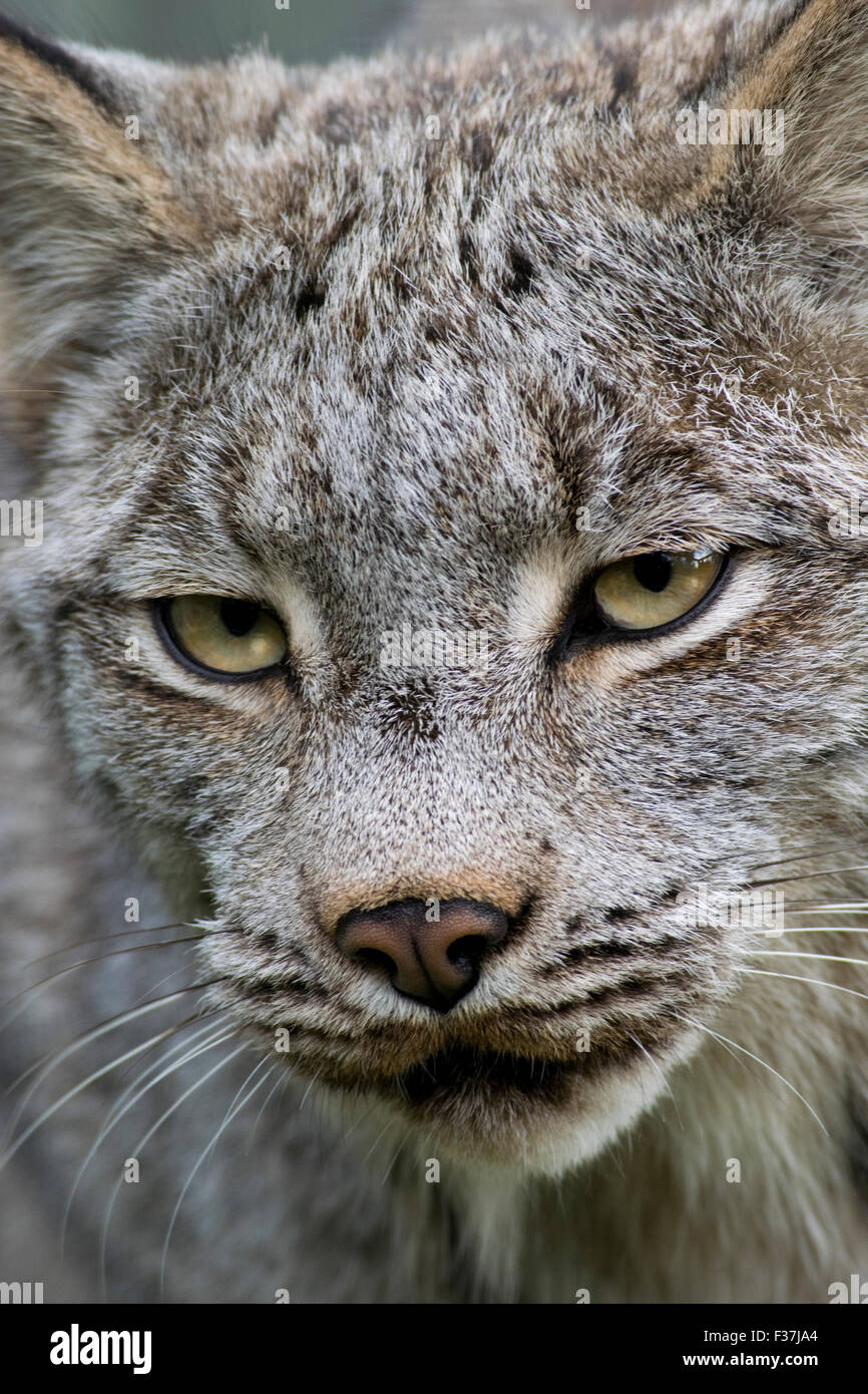 Close-up of a Canadian Lynx Stock Photo - Alamy