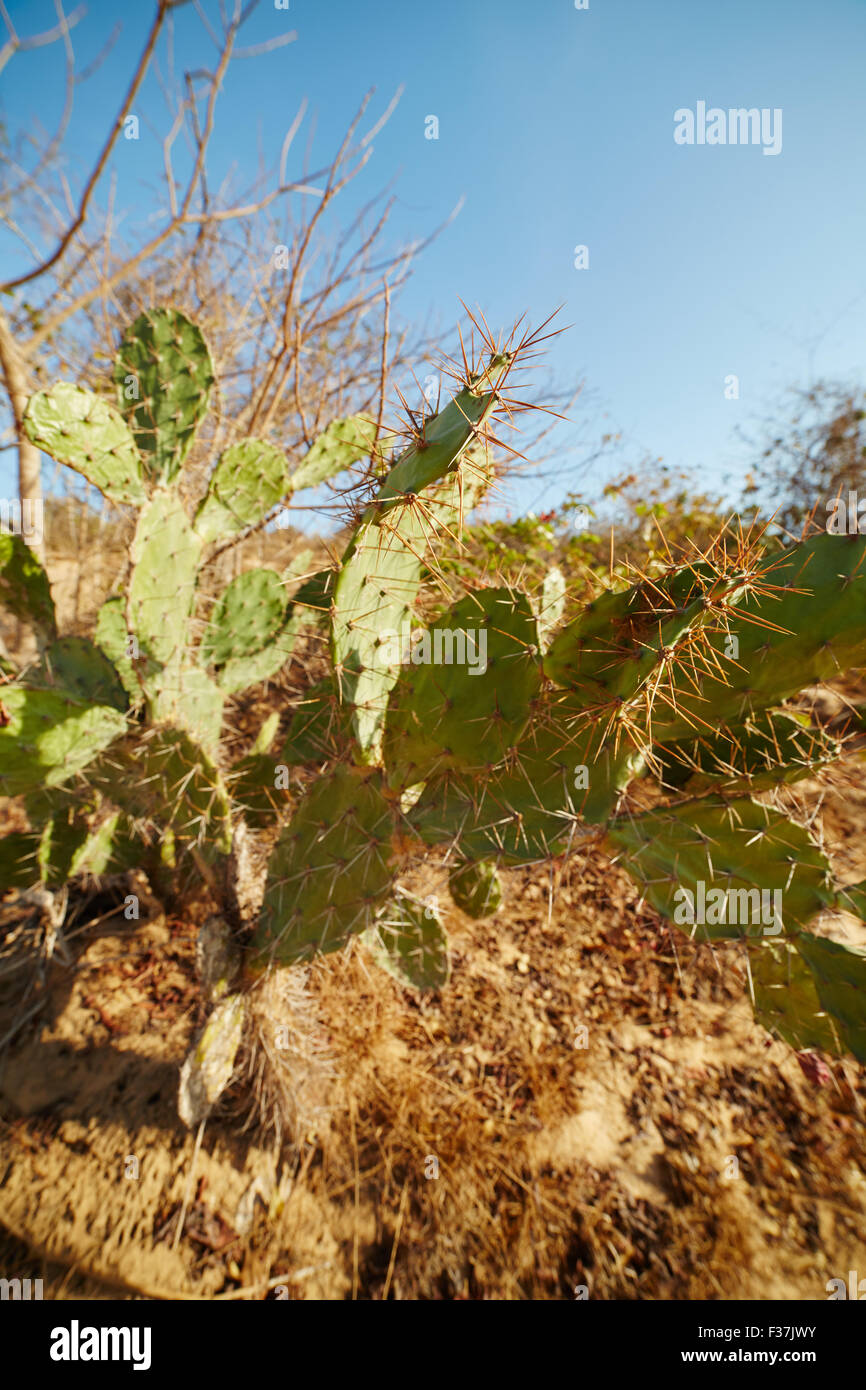 flat cactus with long thorns growing on dry land, among the dry plants ...