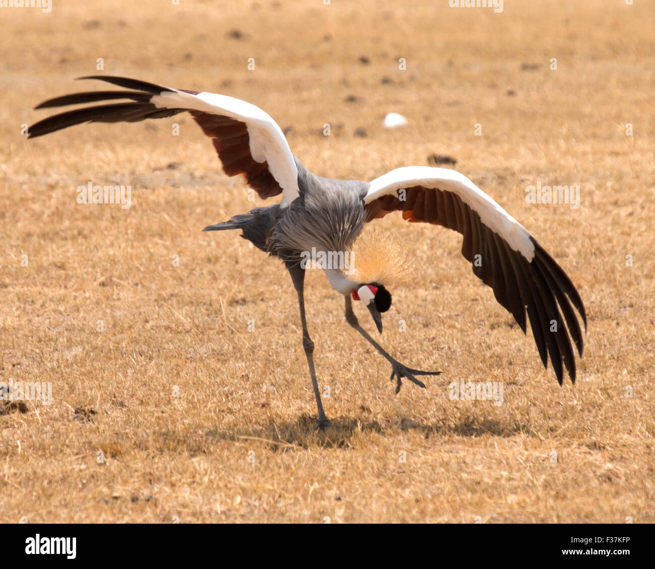 Grey crowned crane or crested crane breeding display. national bird of ...