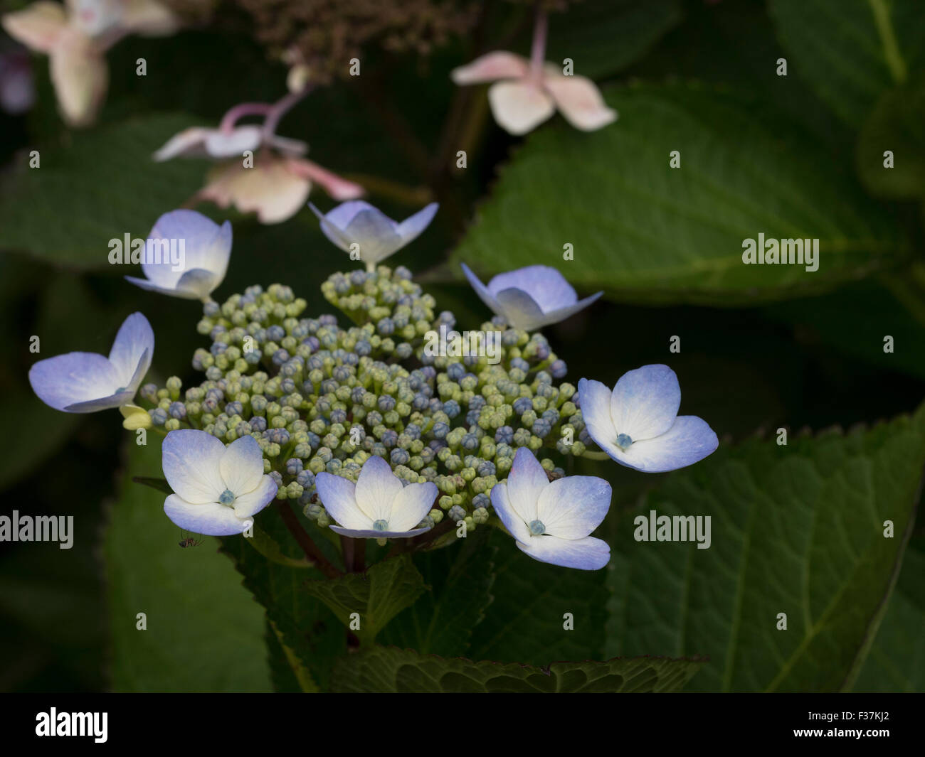 Two colored hydrangea hi-res stock photography and images - Alamy