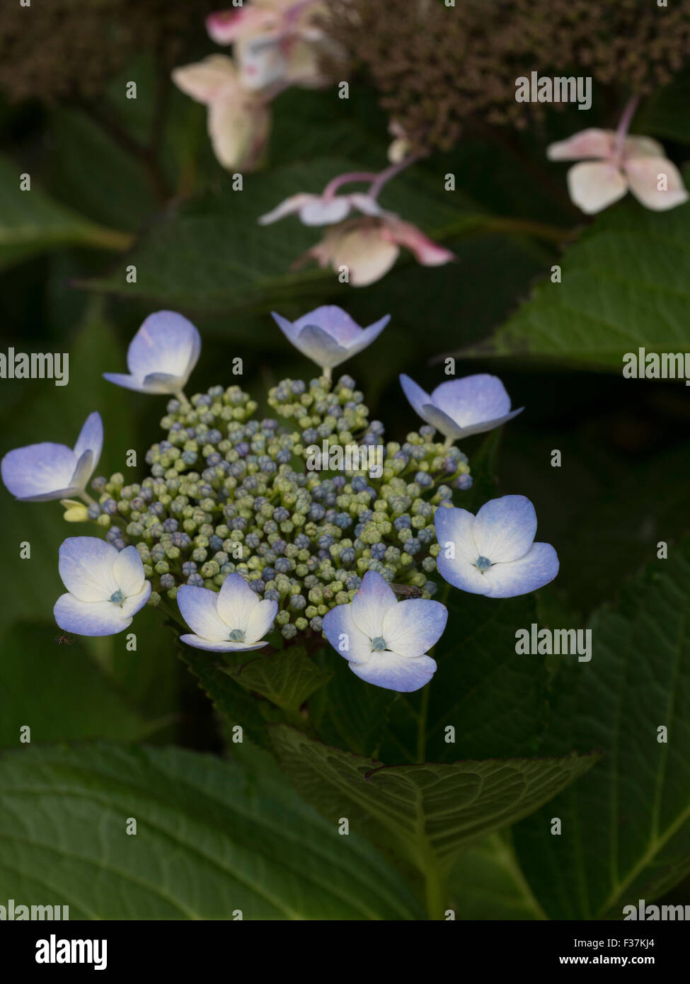 Hydrangea Macrophylla Normalis Stock Photos & Hydrangea Macrophylla Normalis Stock Images - Alamy