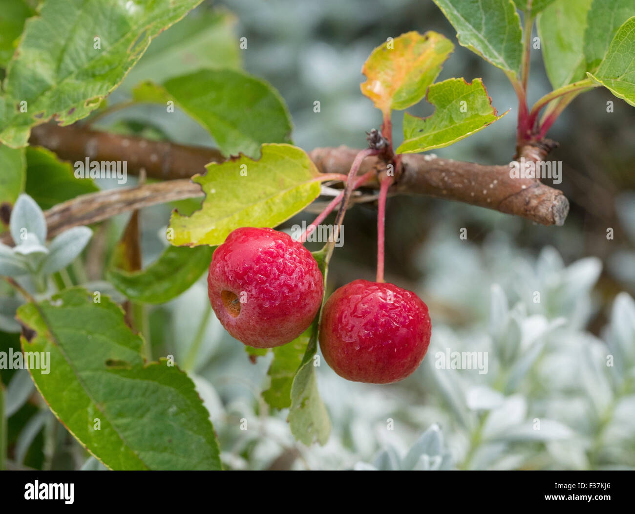 Two small apples on a bonsai Stock Photo - Alamy