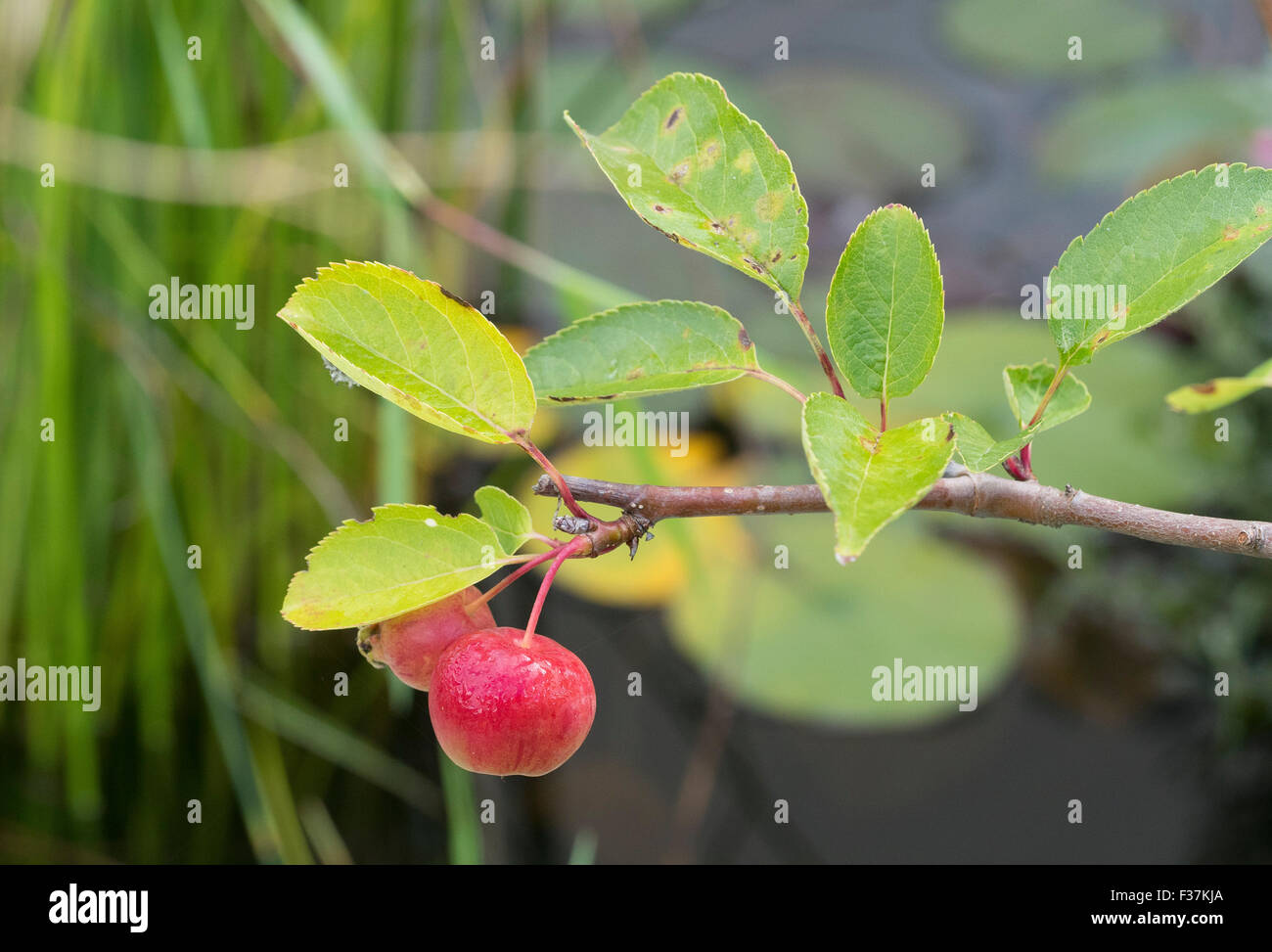 Two small apples on a bonsai Stock Photo - Alamy