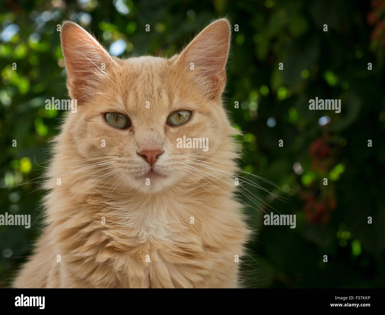 Ginger cat looking at the camera Stock Photo - Alamy