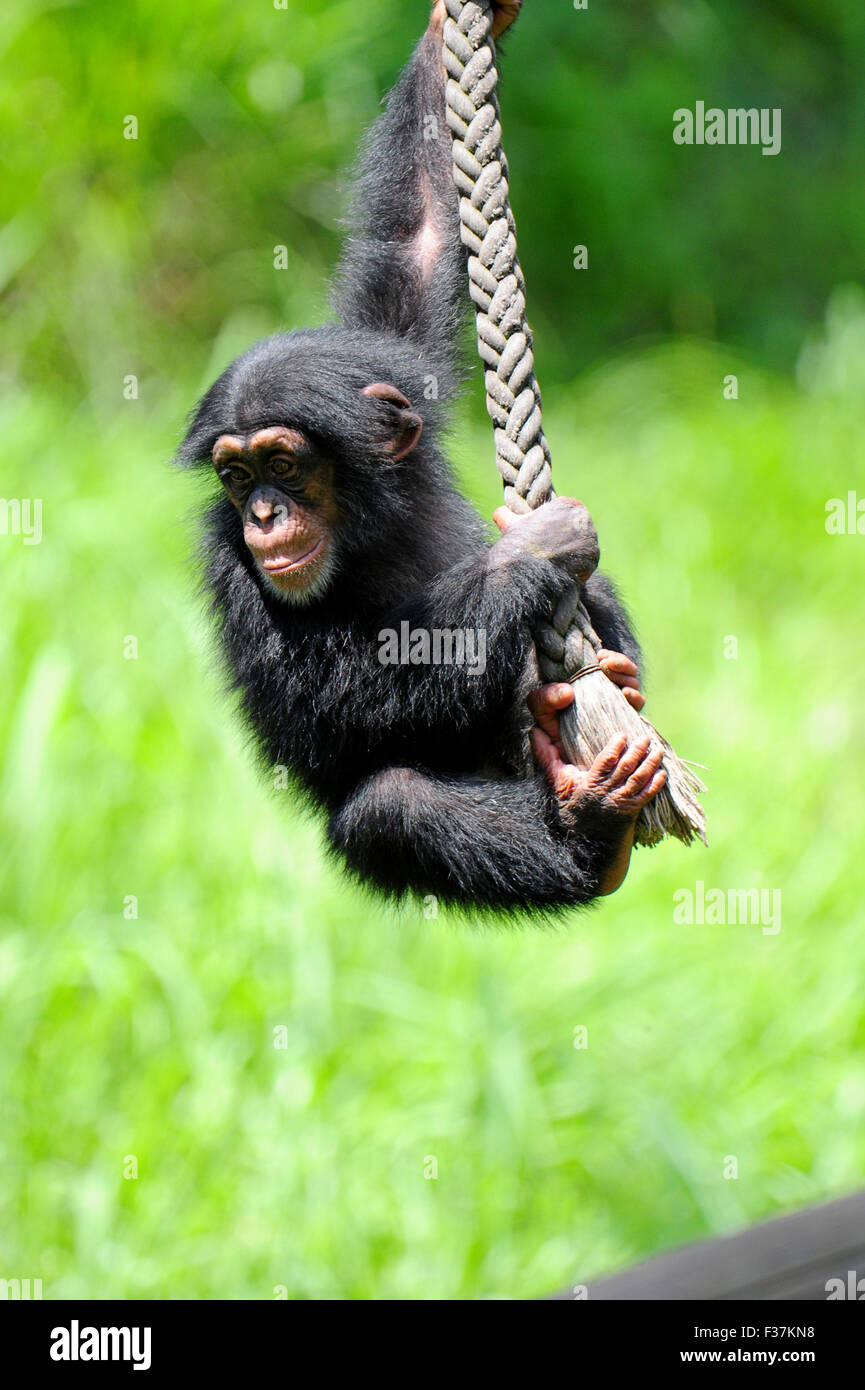 Baby Chimp is hanging down with rope Stock Photo: 88064964 - Alamy