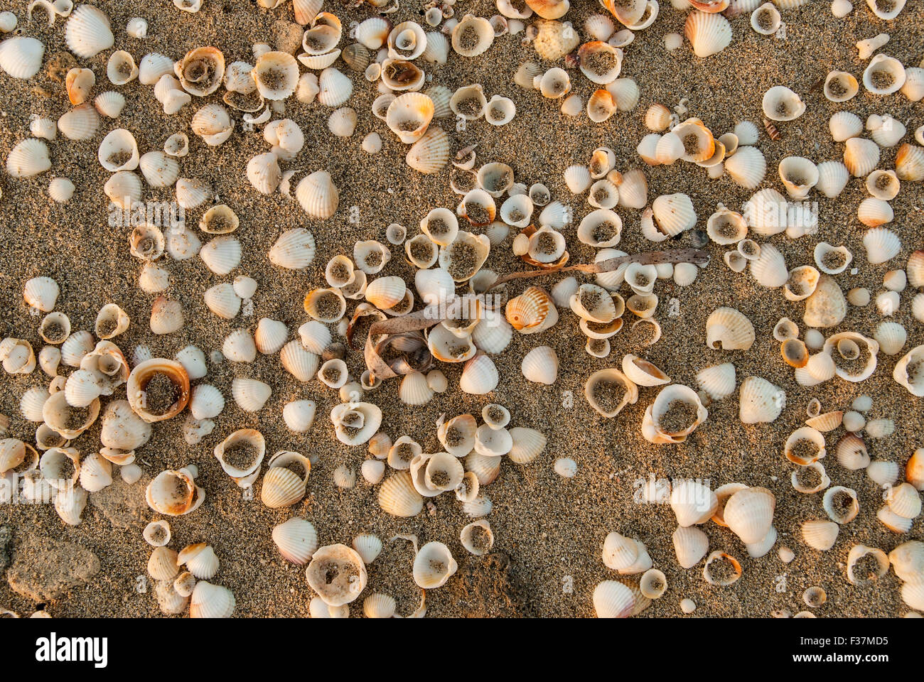 Shells in the sand of Simos beach in Elafonisos island, Greece Stock ...