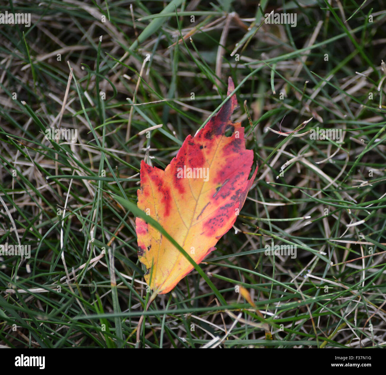 A lone bright leaf in a sea of green Stock Photo - Alamy