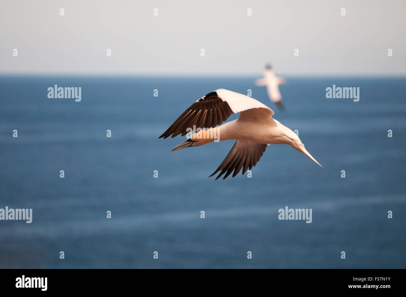 Bonaventure island birds hi-res stock photography and images - Alamy