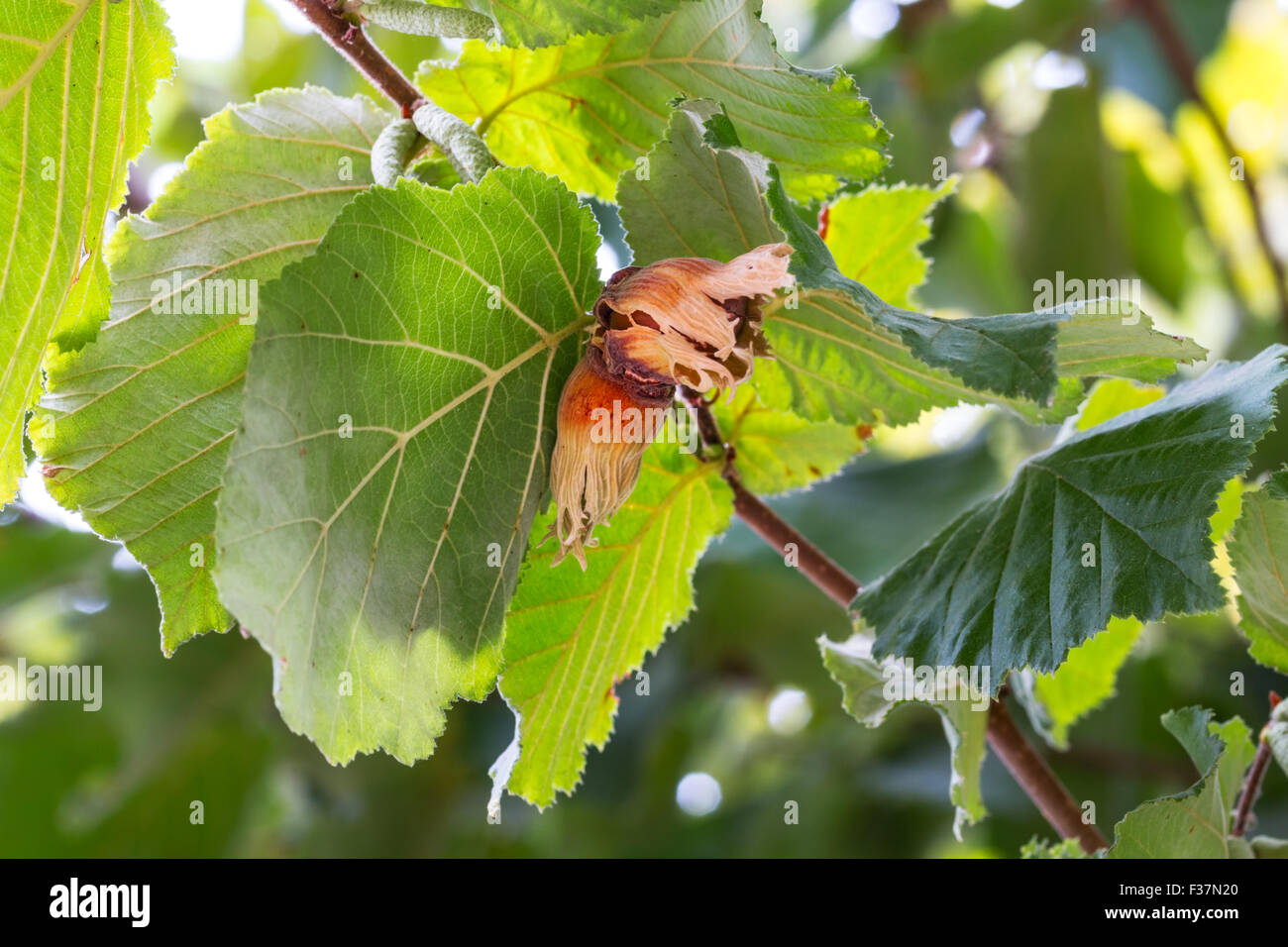 Hazel tree hi-res stock photography and images - Alamy