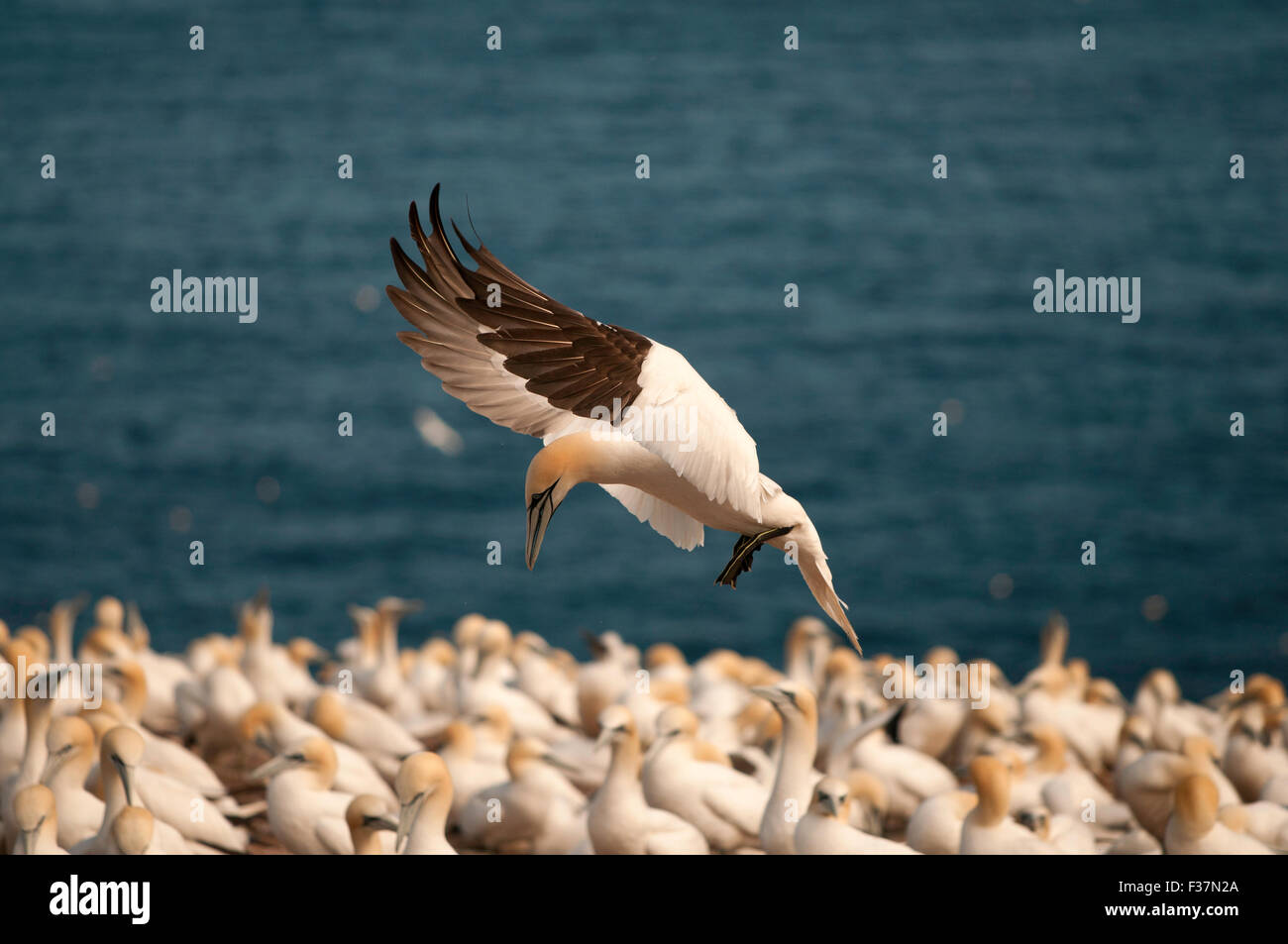 Bonaventure island and birds hi-res stock photography and images - Alamy