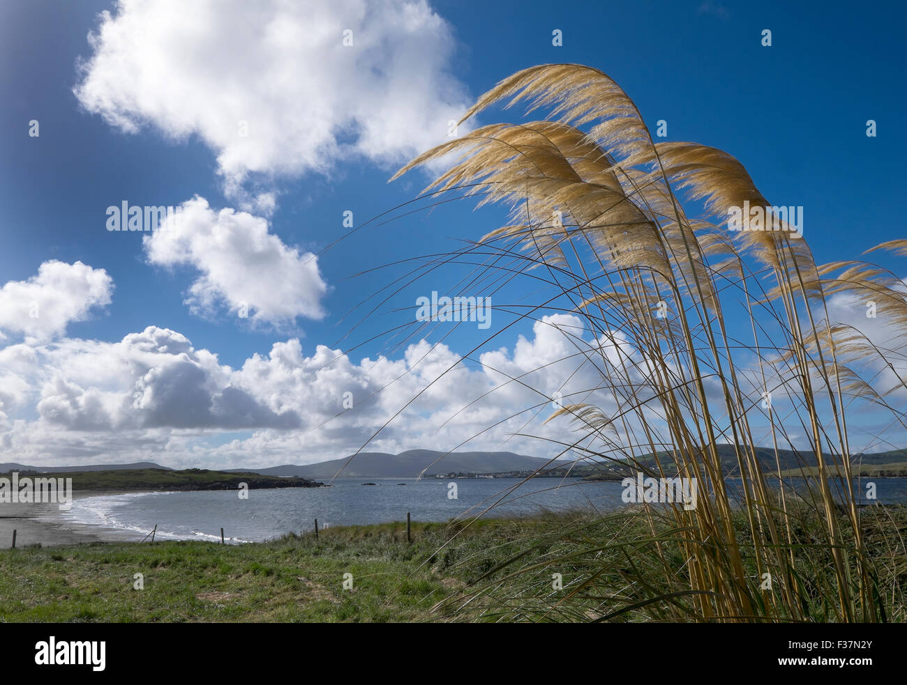 Pampas grasses on the coast in Southern Ireland Stock Photo - Alamy