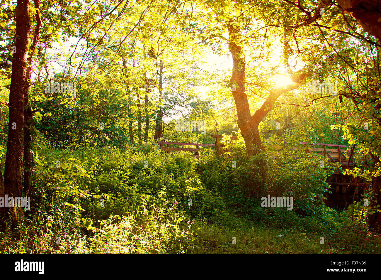 Nature summer. Forest in summer at sundown scenery Stock Photo - Alamy