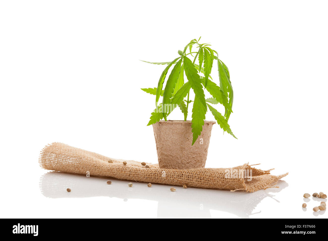 Hemp plant in pot and hemp fabric isolated on white background. Natural ...
