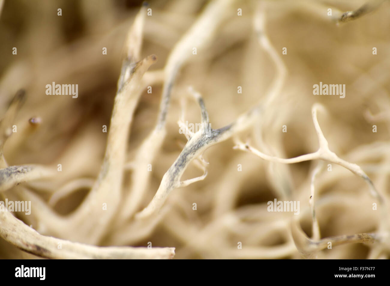Arctic prairie plants - backgrounds of polar bald mountain macro ...