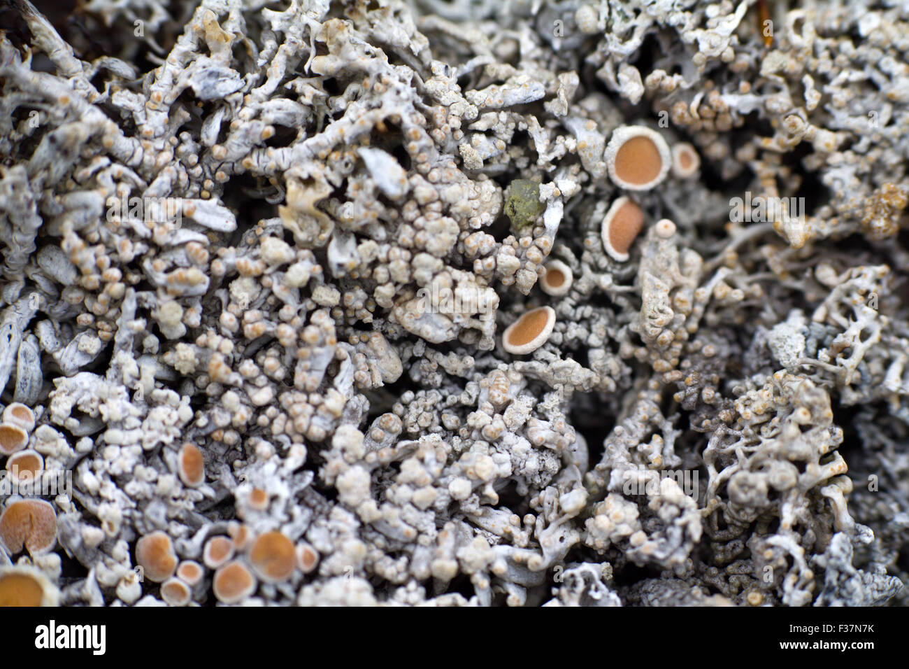 Arctic prairie plants - backgrounds of polar bald mountain macro ...