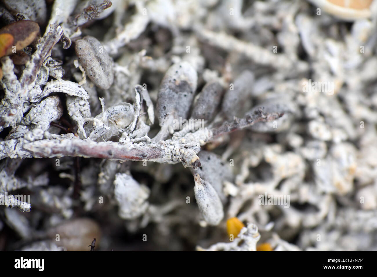 Arctic prairie plants - backgrounds of polar bald mountain macro ...