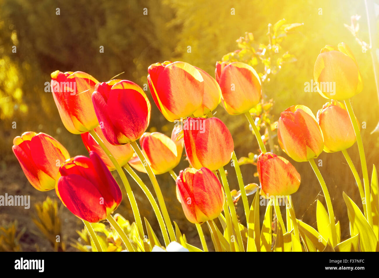 Blooming flowers in the green grass at spring. Nature and spring ...