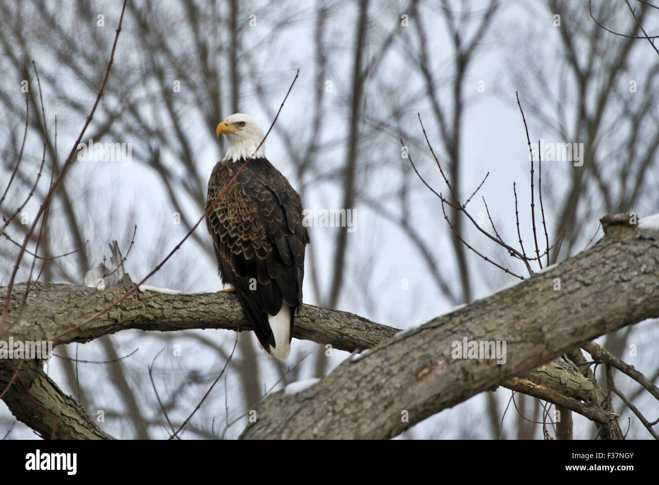Bald Eagle sitting in tree Stock Photo - Alamy