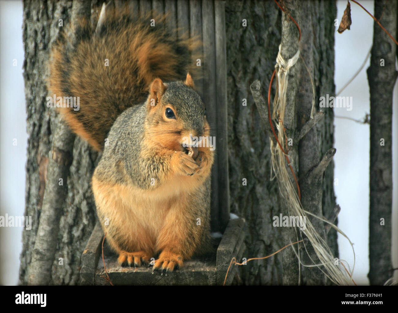 Squirrel snacking on a nut Stock Photo - Alamy