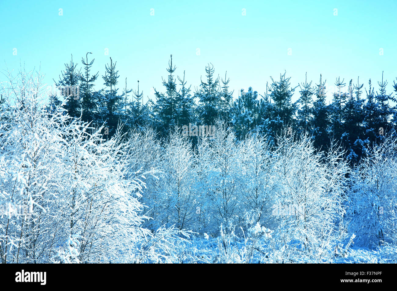 Winter scene. Trees covered with snow and blue clean sky Stock Photo ...
