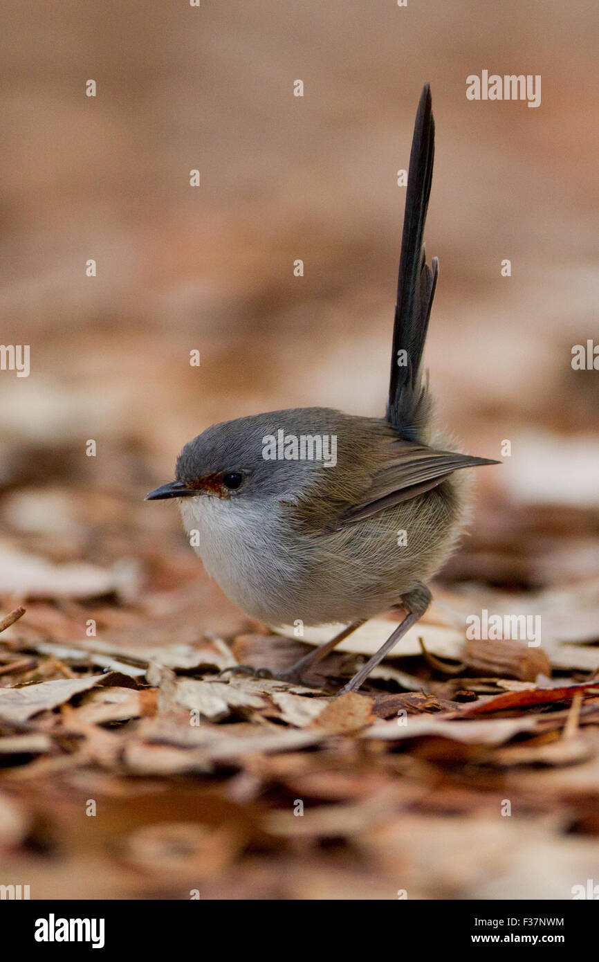 Red-winged Fairywren (Malurus elegans), Gloucester Tree, Pemberton ...