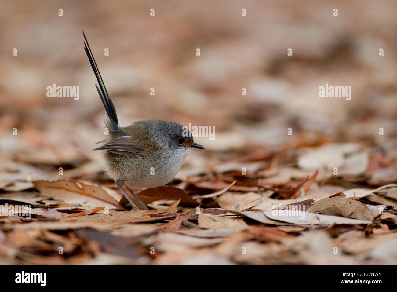 Red-winged Fairywren (Malurus elegans), Gloucester Tree, Pemberton ...