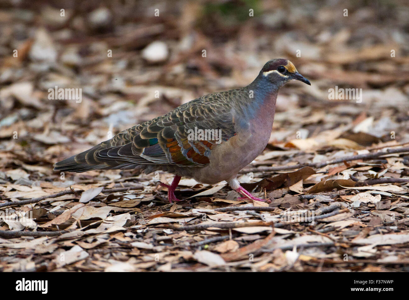 Common Bronzewing (Phaps chalcoptera), Gloucester Tree, Pemberton ...