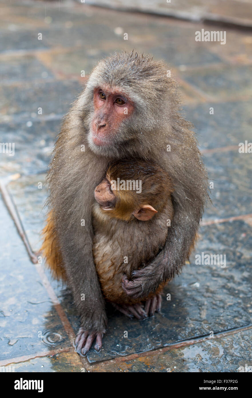 Swayambhunath,- monkeys cuddle in the rain at Swayambhunath temple ...