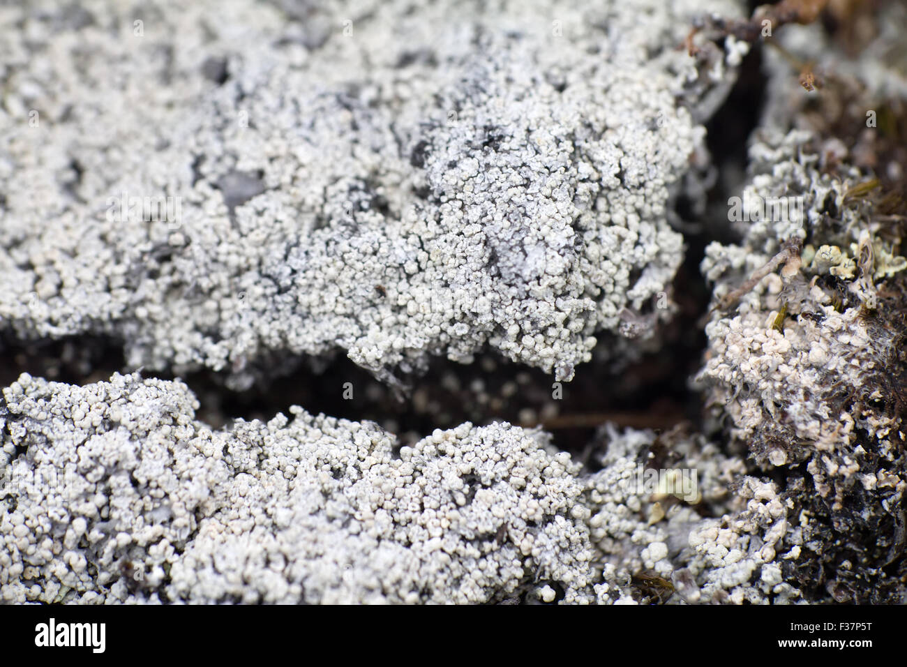 Arctic prairie plants - backgrounds of polar bald mountain macro ...