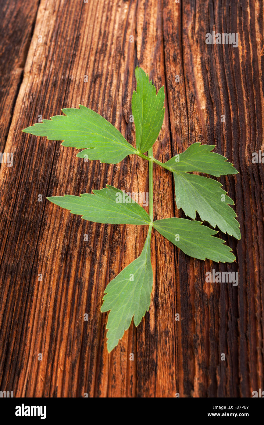 Spice lovage hi-res stock photography and images - Alamy