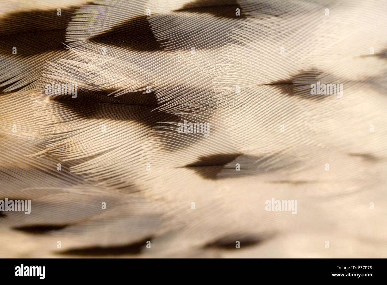 beautiful feather of a bird close up Stock Photo - Alamy