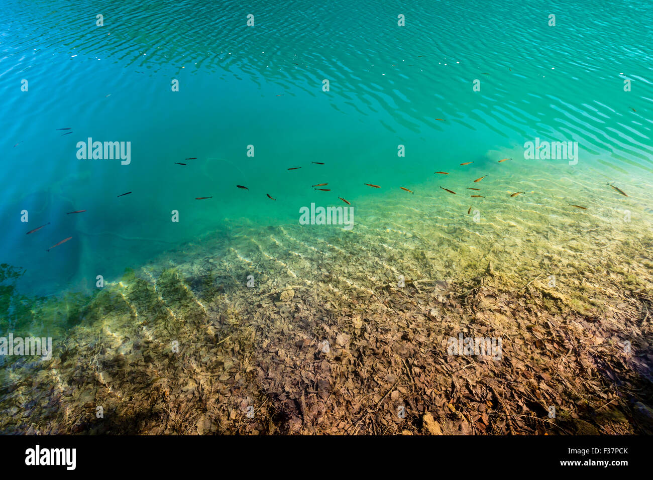 Deep forest stream path with crystal clear water in the sunshine ...