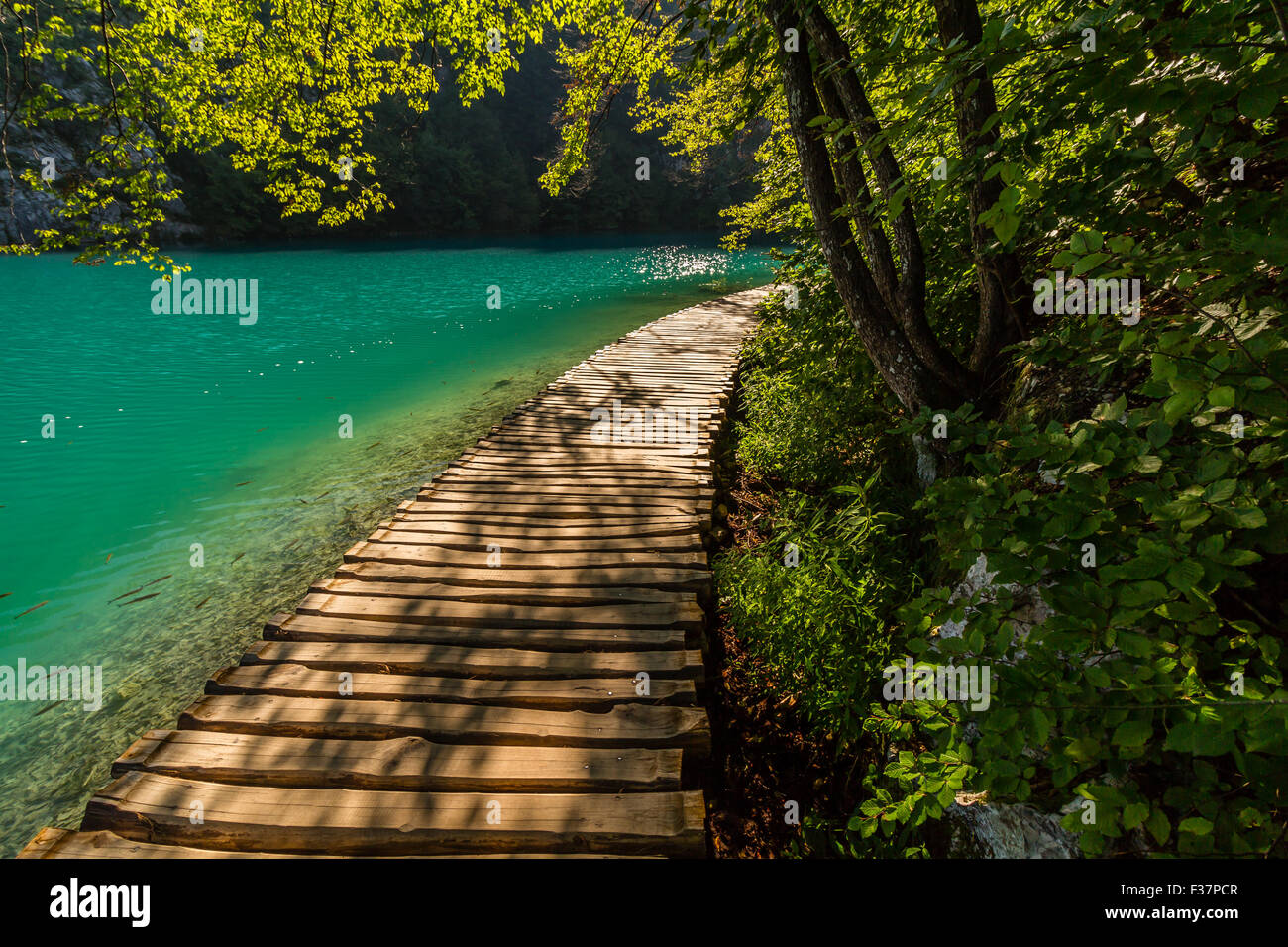 Deep forest stream path with crystal clear water in the sunshine ...