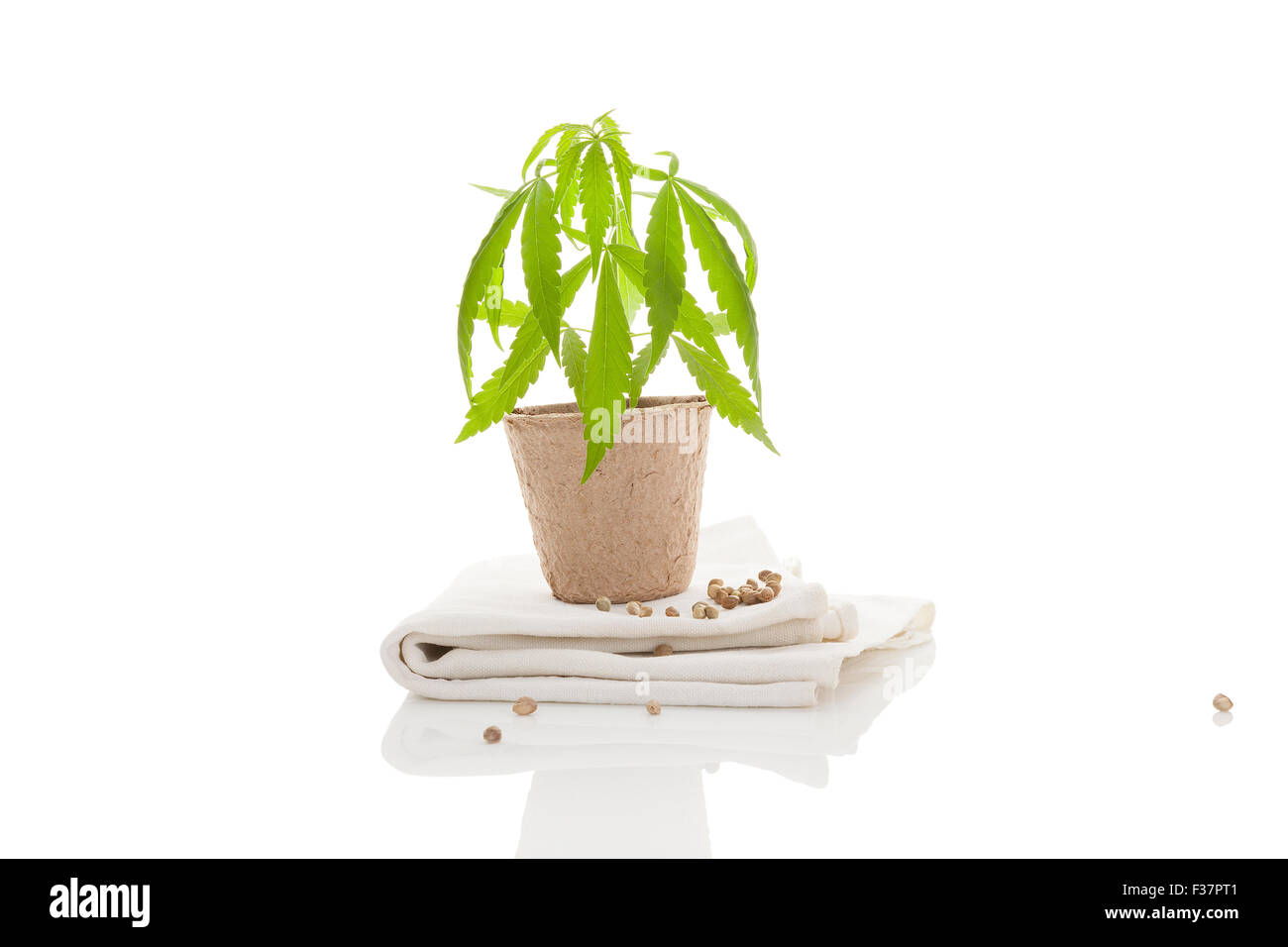 Hemp plant in pot and hemp fabric isolated on white background. Natural ...