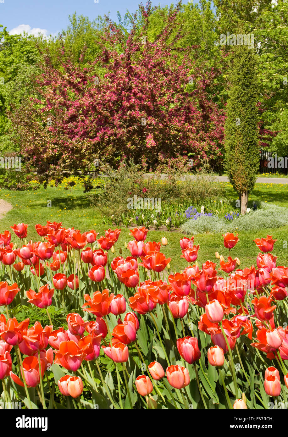 Garden landscape with pink cherry tree and red tulips Stock Photo - Alamy