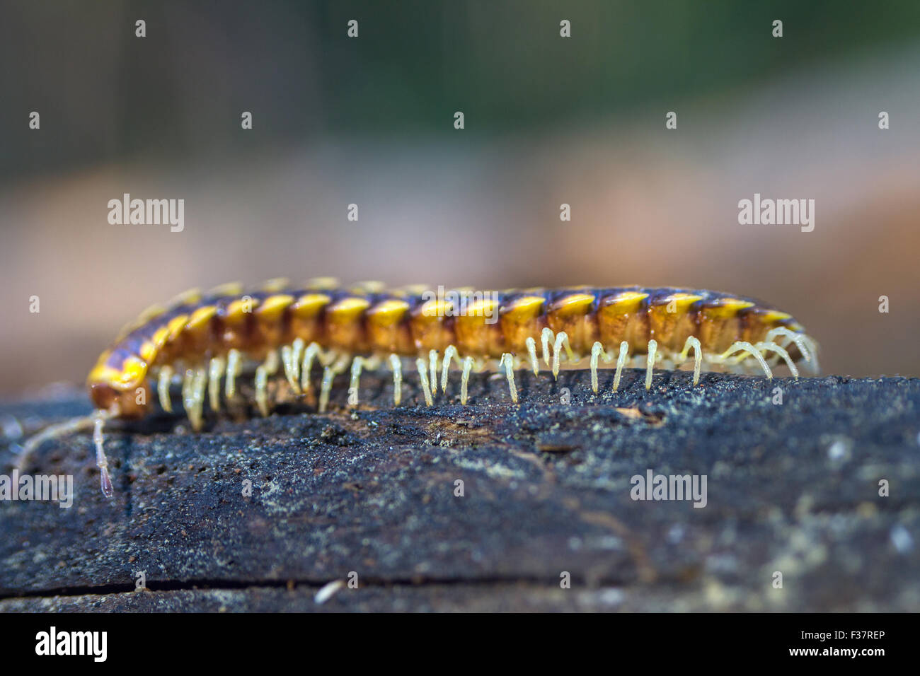 movement of the insect forward entirely progressive Stock Photo - Alamy