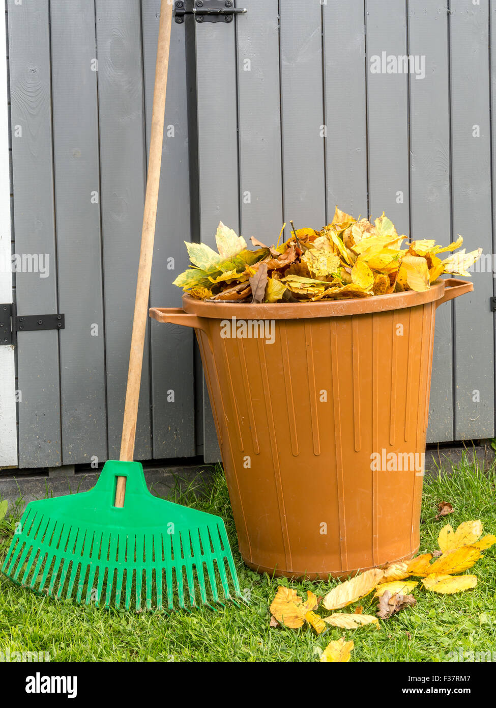 Pile of dead fall leaves swept and dumped into plastic bin with fan ...