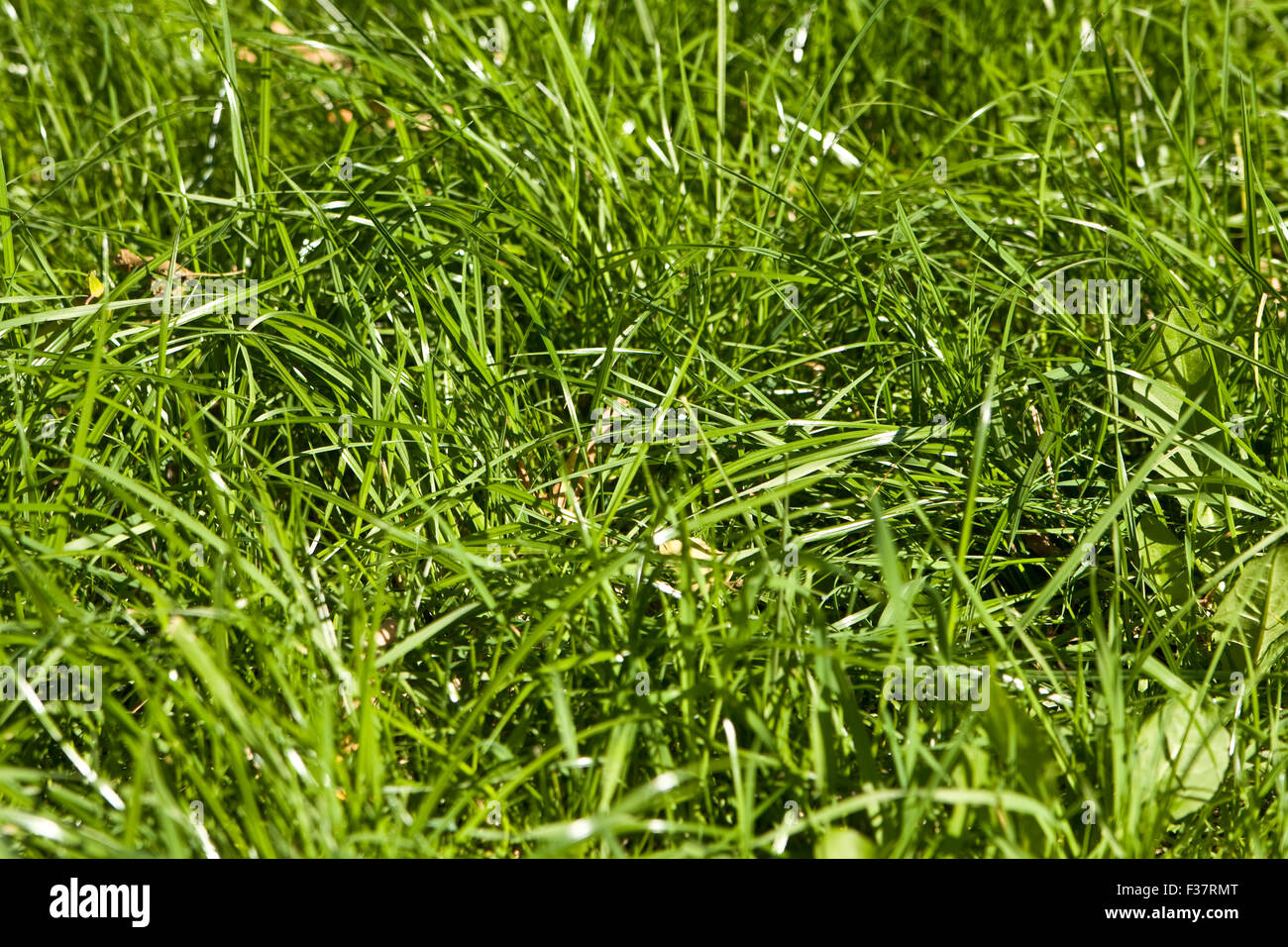 Lawn with green grass, close horizontal view Stock Photo - Alamy