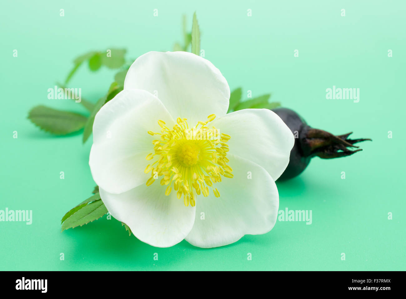 White rose flower on light green background Stock Photo - Alamy