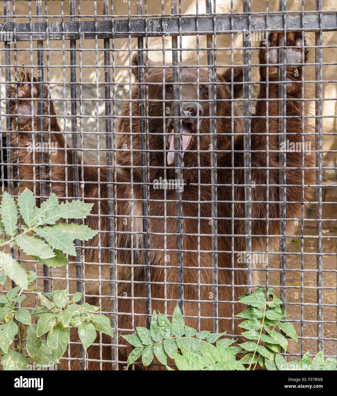 Bear posing behind bars in a zoo Stock Photo - Alamy