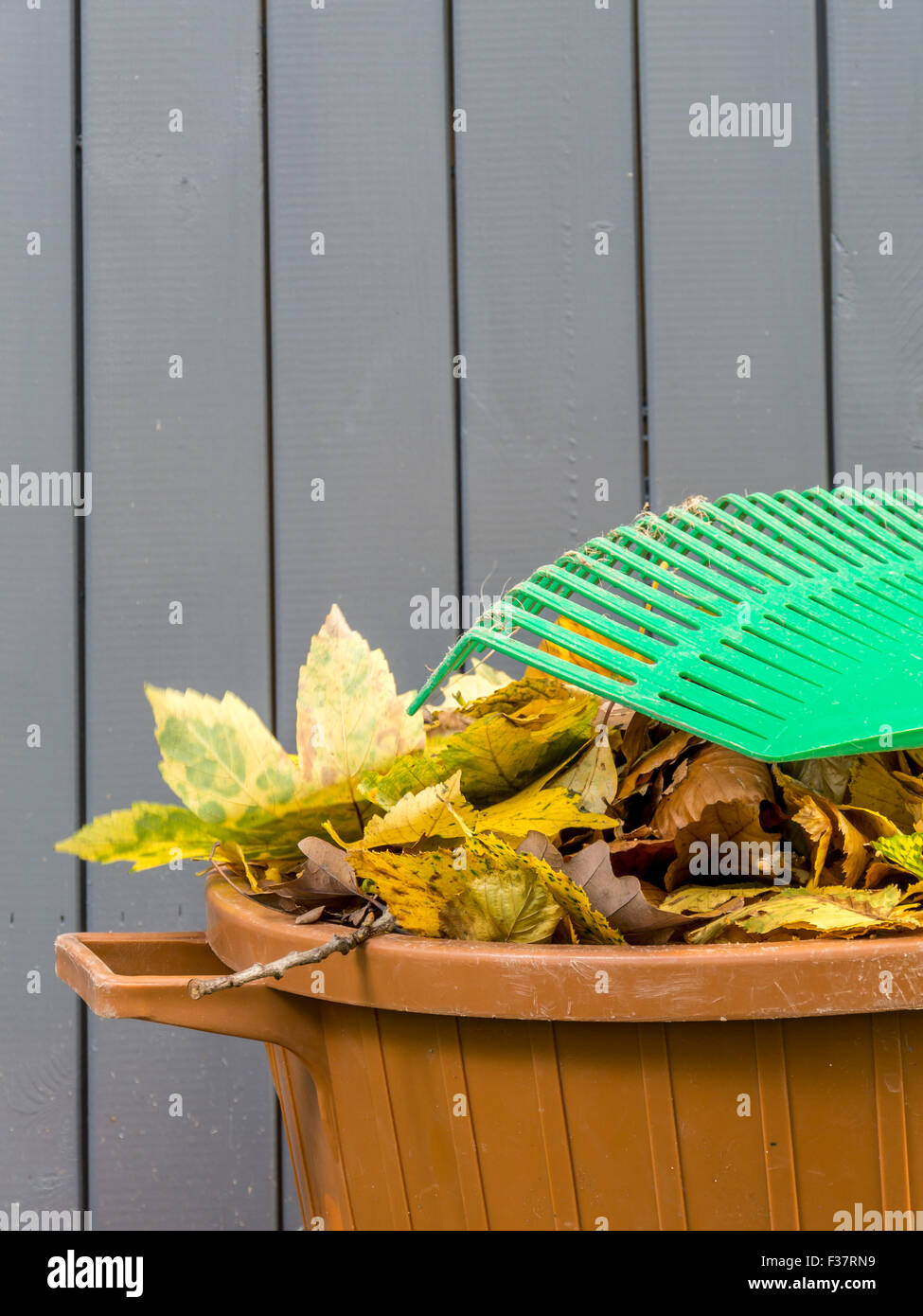Pile of dead fall leaves swept and dumped into plastic bin with fan ...