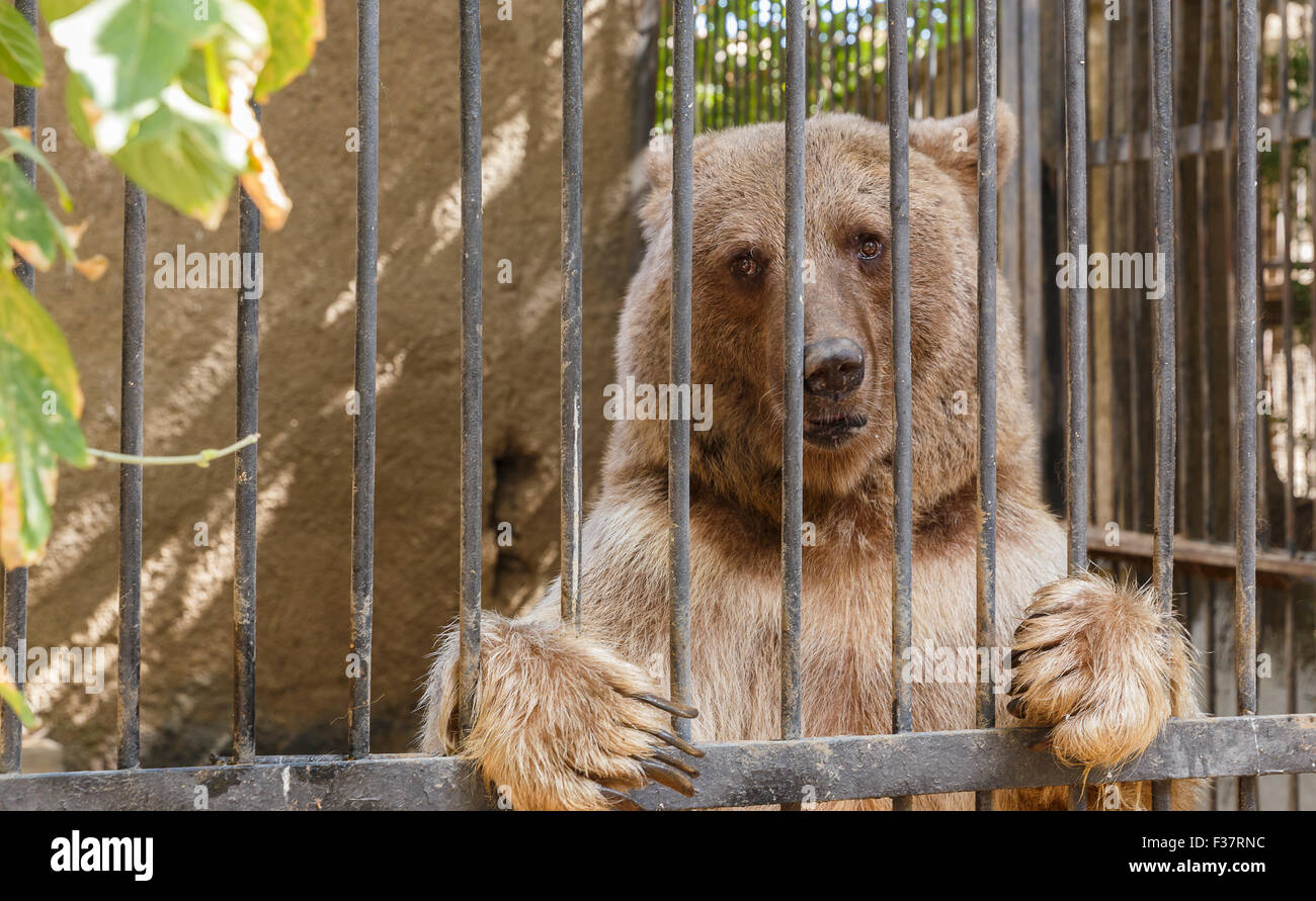 Bear behind a tree hi-res stock photography and images - Alamy