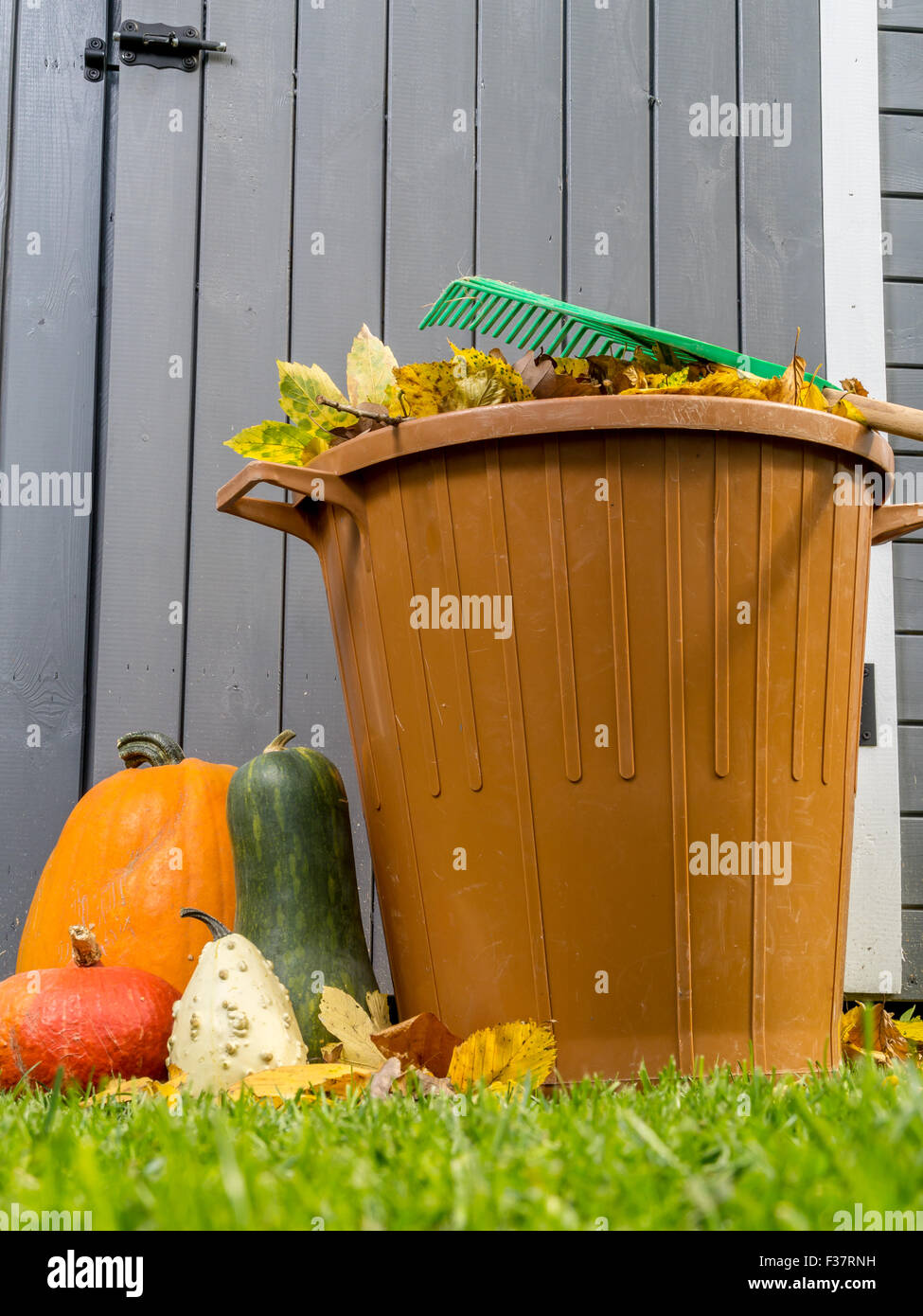 Pile of dead fall leaves dumped into plastic bin, pumpkins and fan rake ...