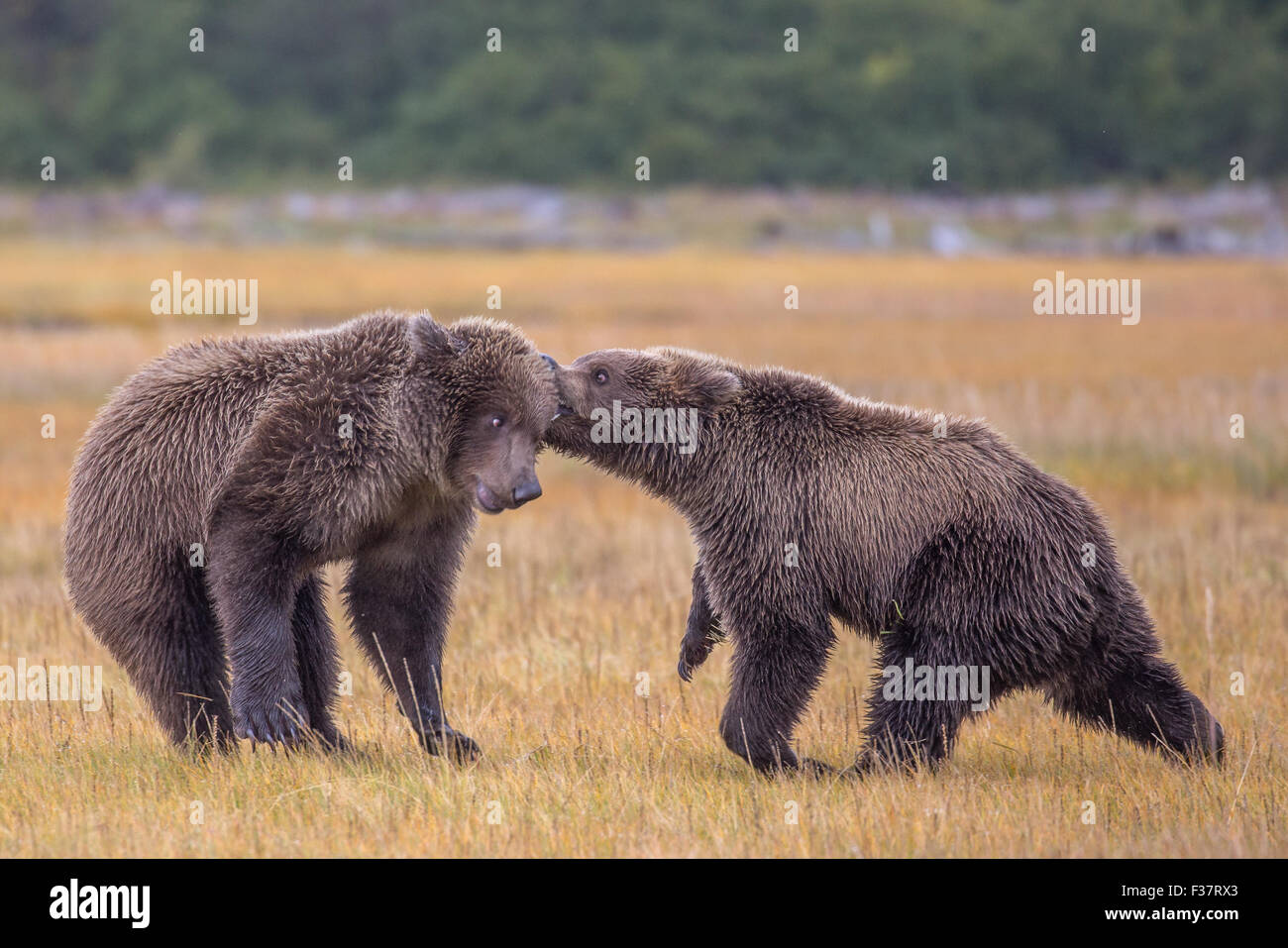 Fight for wildlife hi-res stock photography and images - Alamy