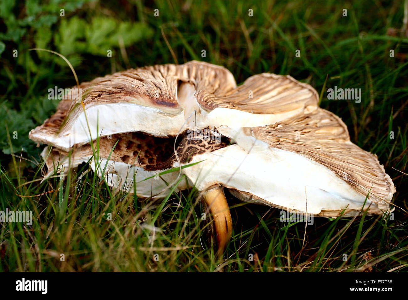 field toadstools and mushrooms Scotland UK Stock Photo - Alamy