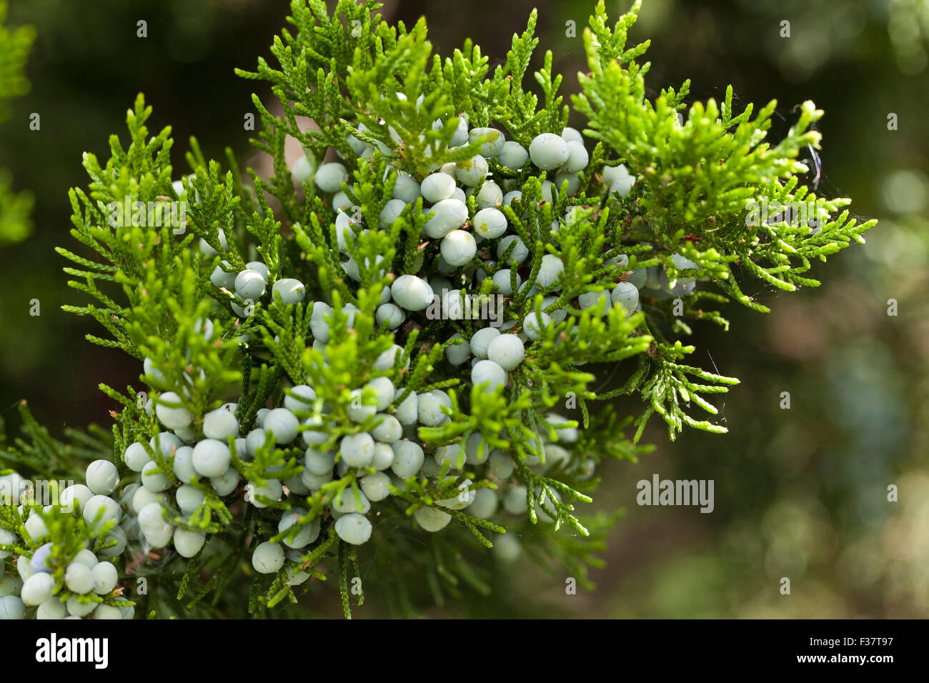 Juniper Trees In Virginia Future Plants by Randy Stewart: Junipers for ...