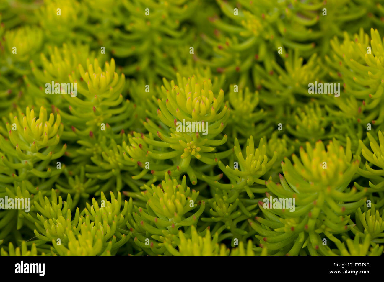 Reflexed Stonecrop (Sedum reflexum) native to Europe Stock Photo - Alamy