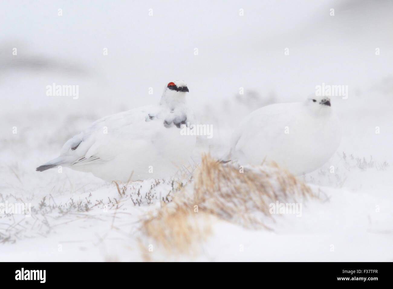 A male and female Willow Ptarmigan (Lagopus lagopus) in a snow storm ...