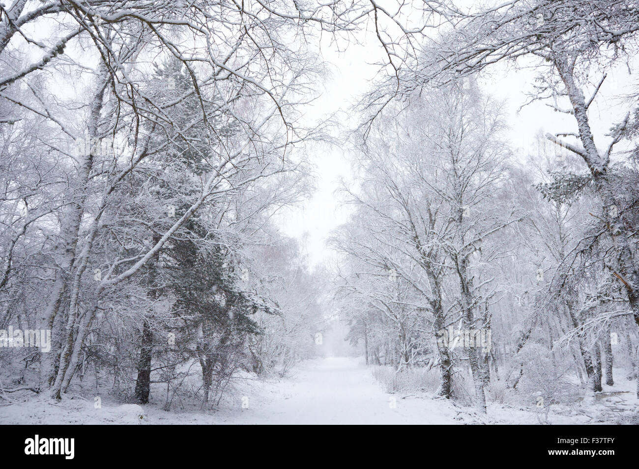 Tress in a wintery scene Stock Photo - Alamy