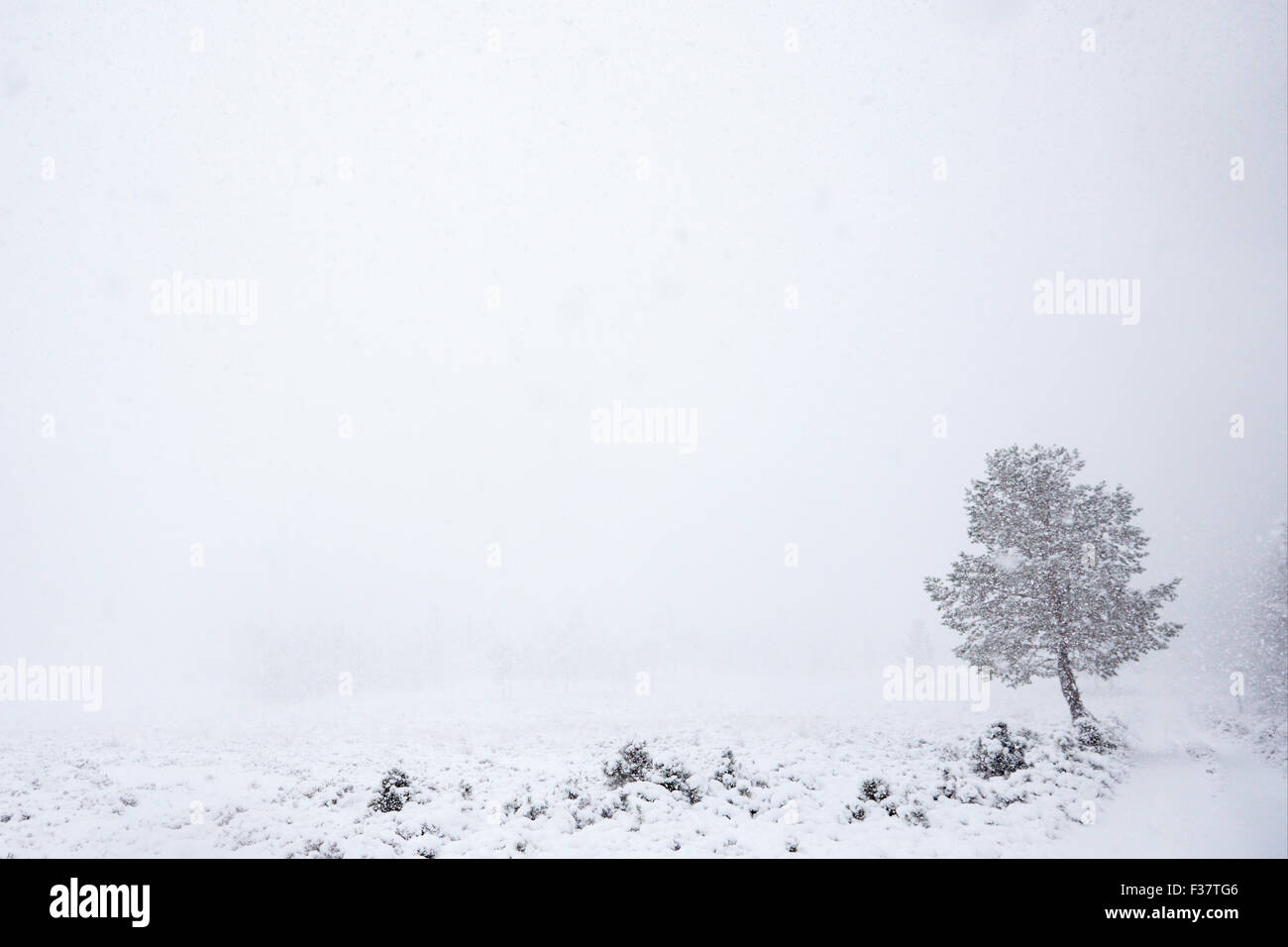 Tress in a wintery scene Stock Photo - Alamy